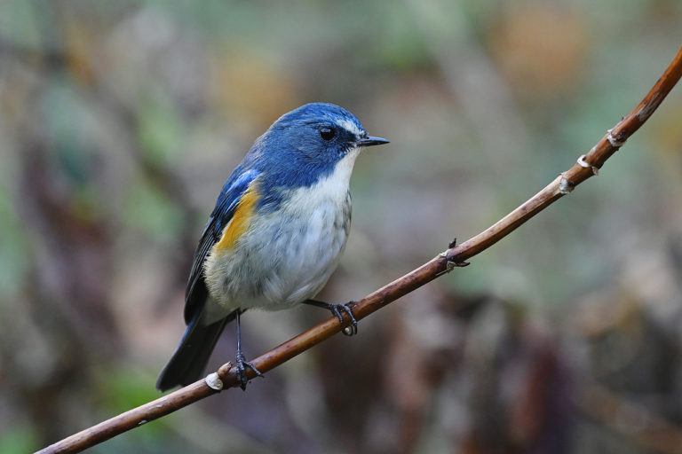 野鳥撮影に最適なカメラとレンズの組み合わせ：その1