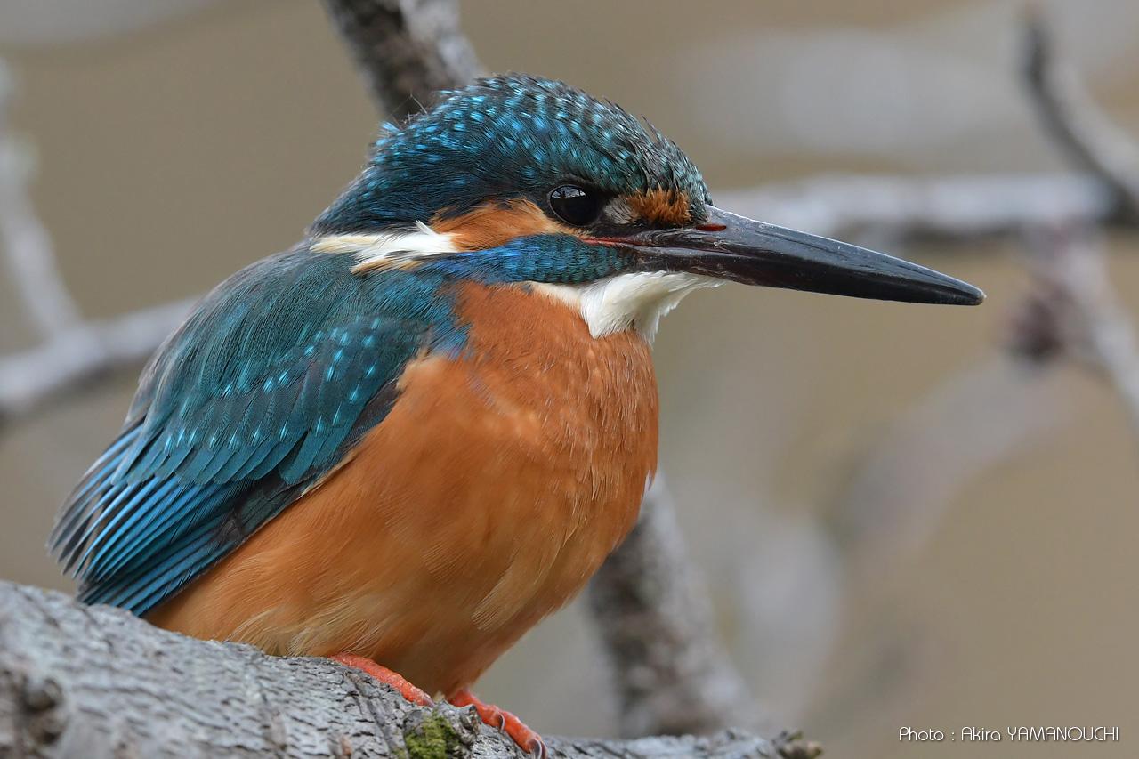 野鳥撮影に最適なカメラとレンズの組み合わせ：その2